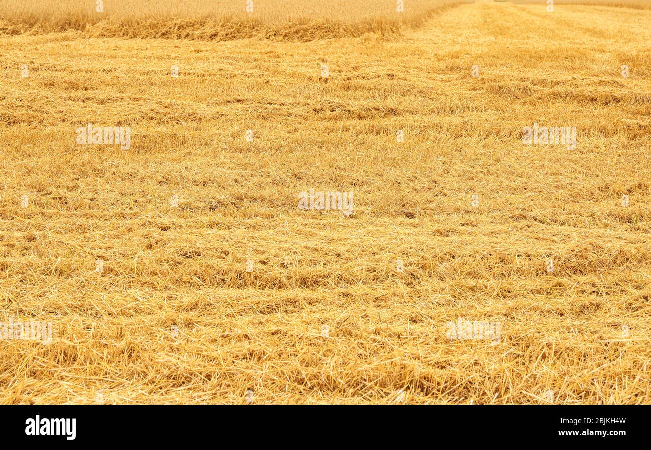 Wheat field after harvest Stock Photo - Alamy