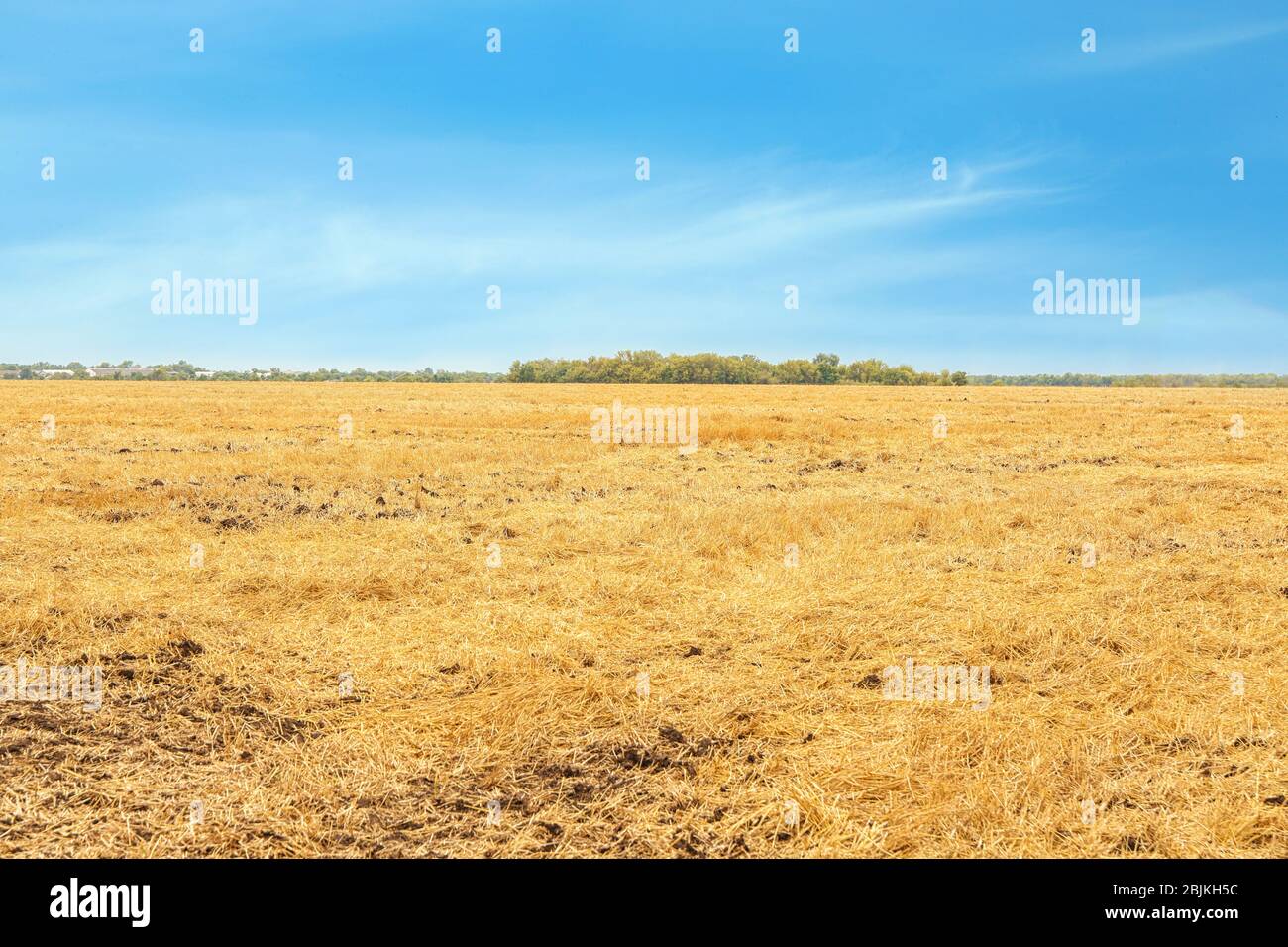 Wheat field after harvest Stock Photo - Alamy