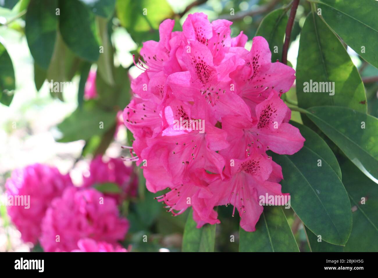 Pink rhododendrons in Lewisham Park Stock Photo - Alamy