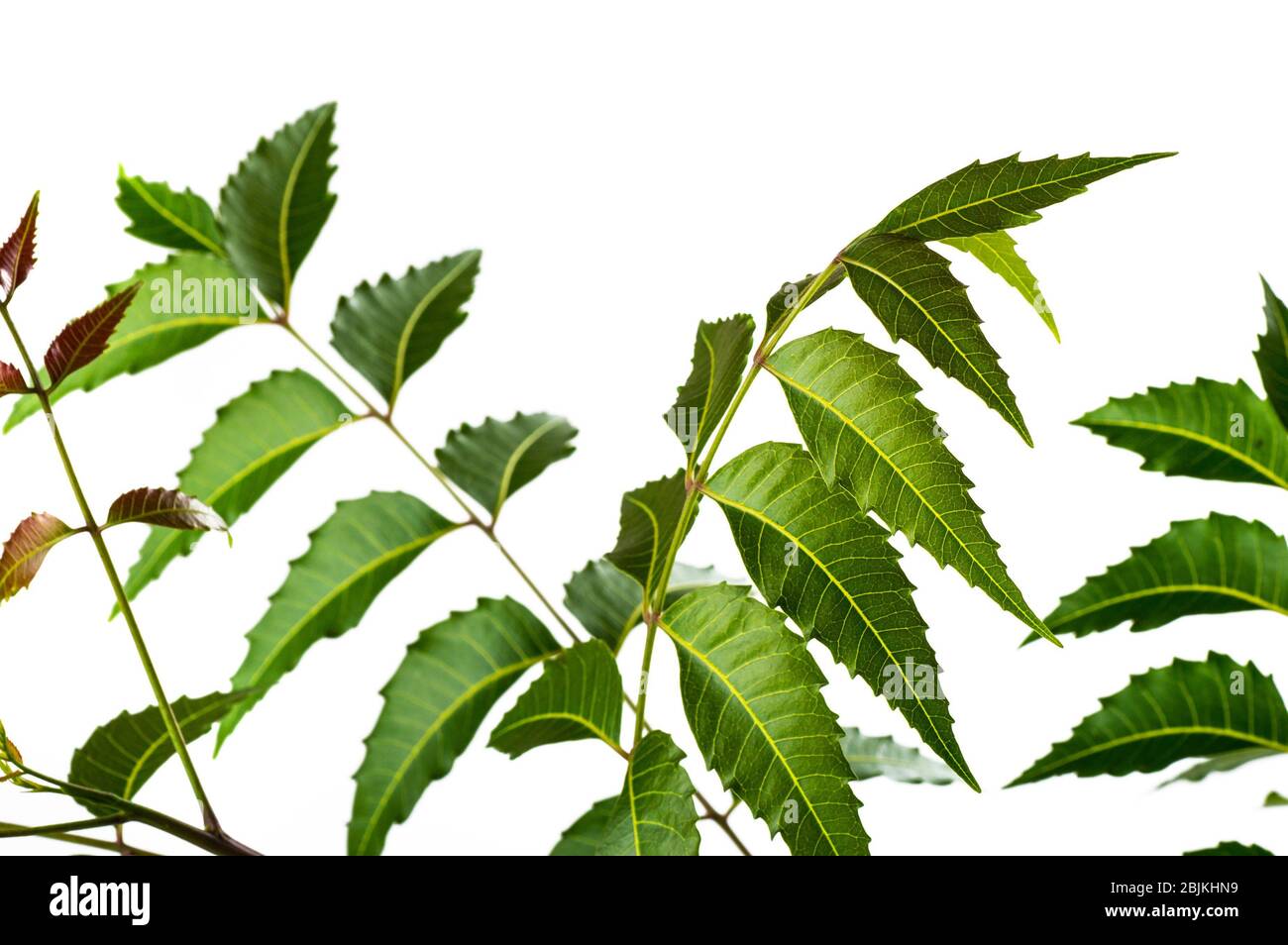 Azadirachta leaf hi-res stock photography and images - Alamy