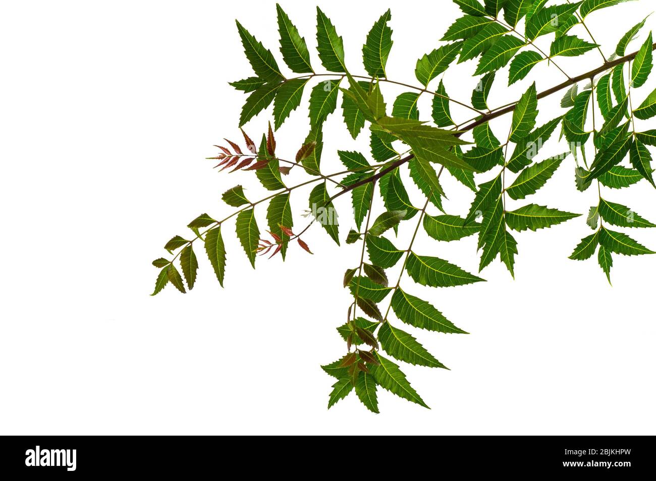 Image of neem leaf hi-res stock photography and images - Alamy