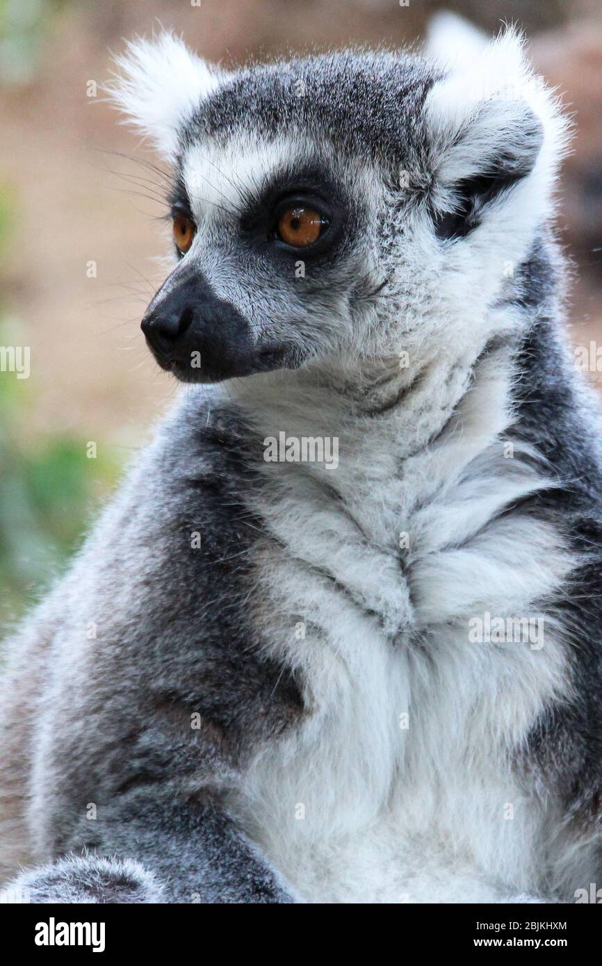 Maki singe hi-res stock photography and images - Alamy