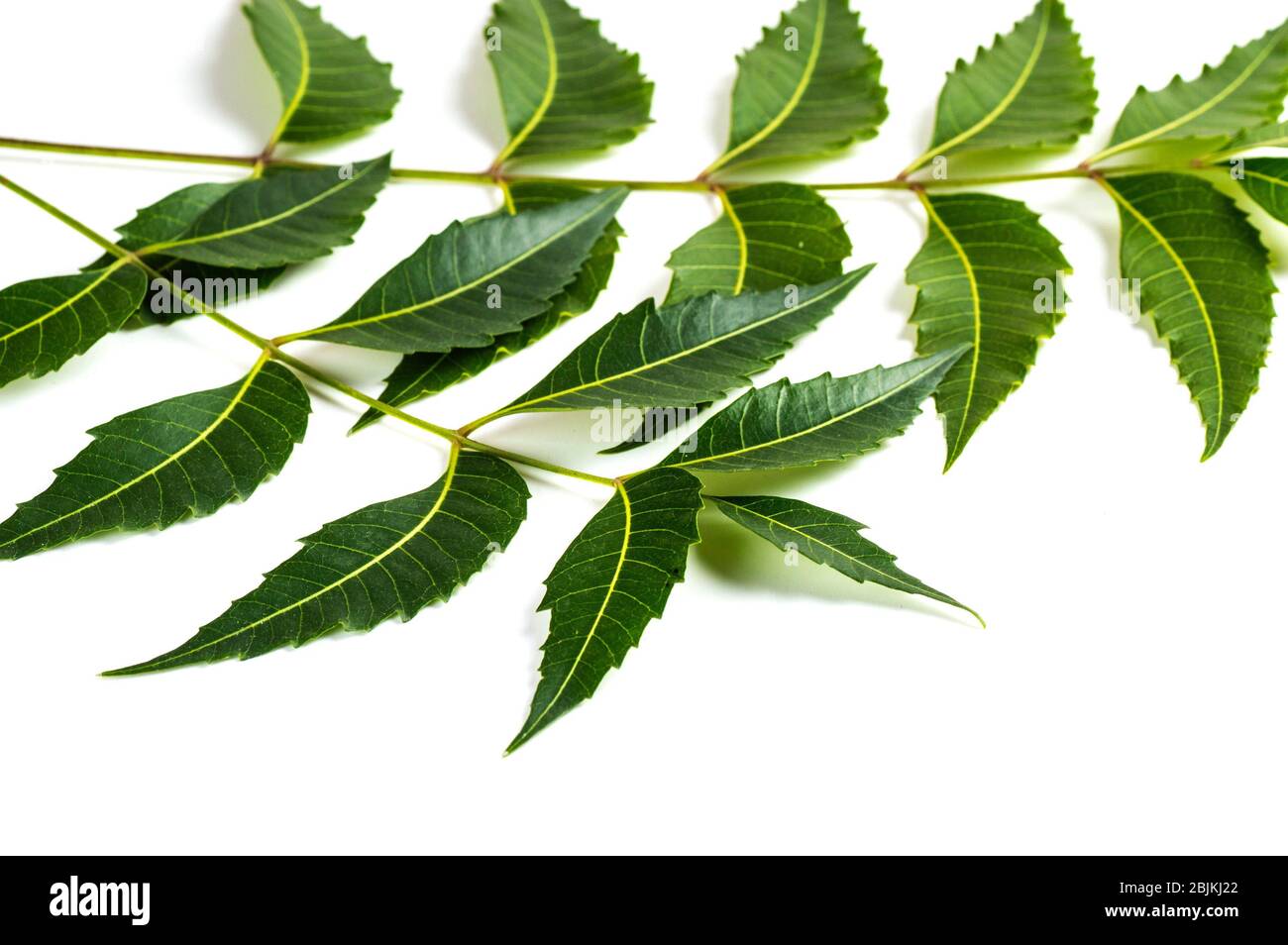 Neem leaf hi-res stock photography and images - Alamy