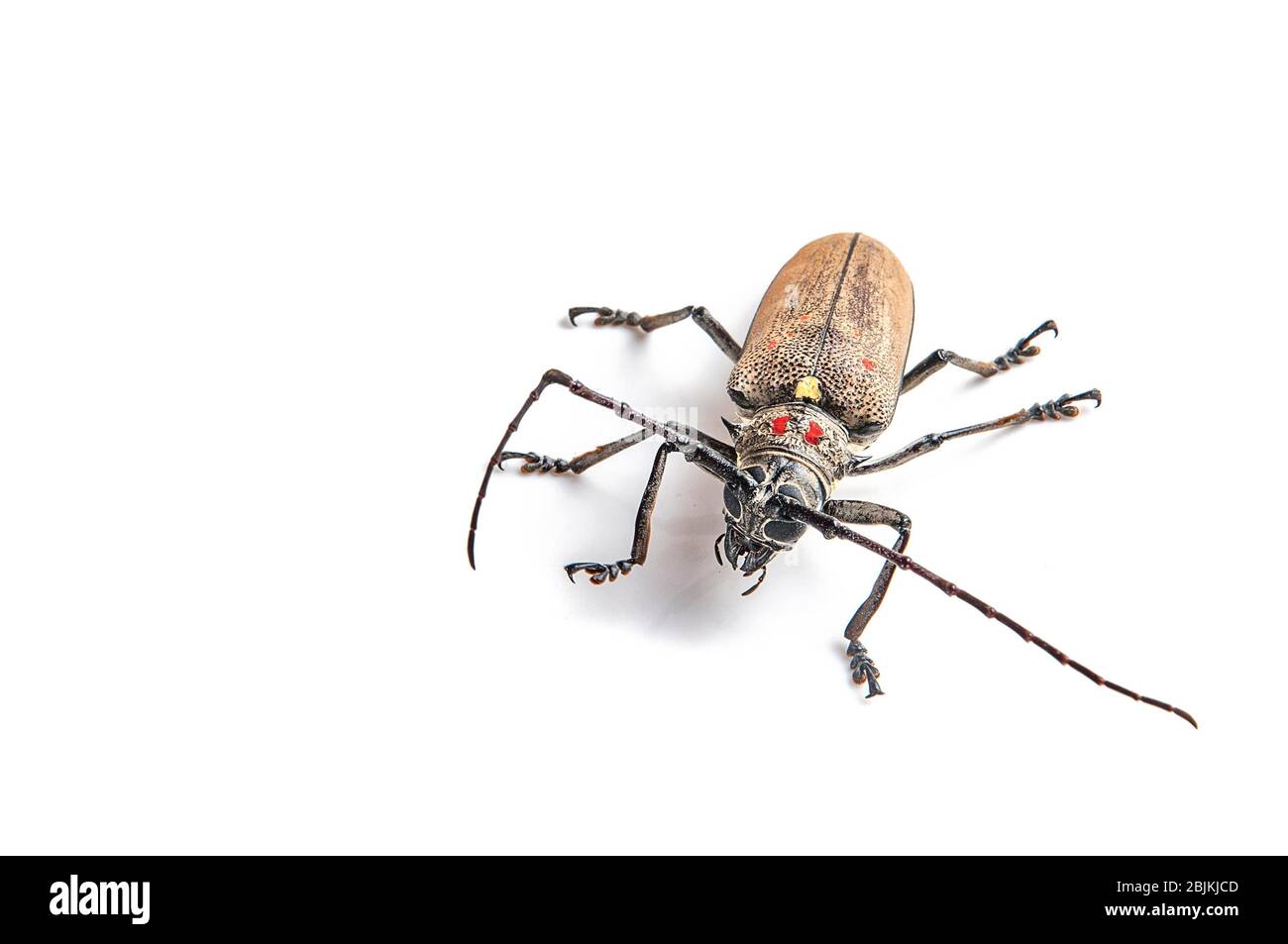 Tree Borer Beetle Mango Tree High Resolution Stock Photography and ...