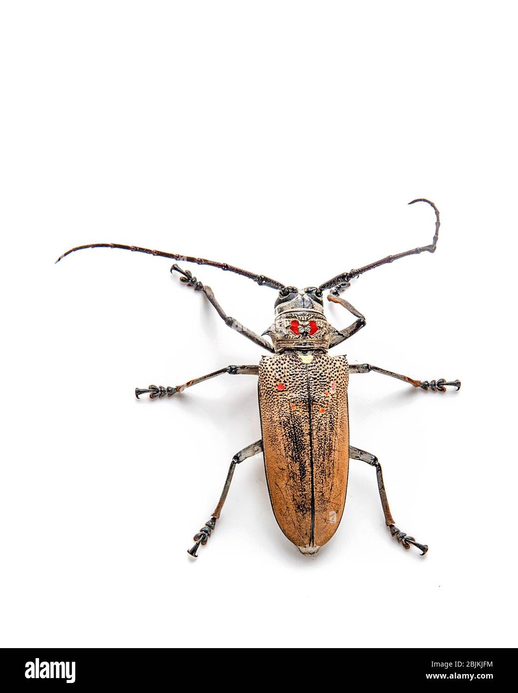Mango tree borer hi-res stock photography and images - Alamy