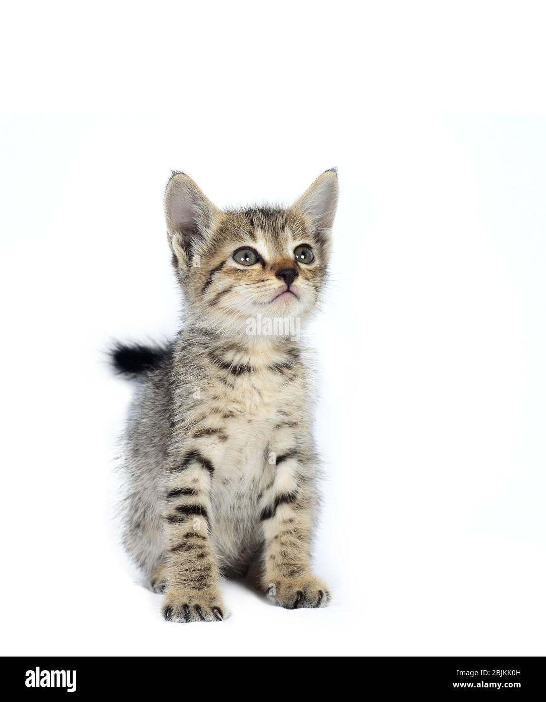 Small predator hi-res stock photography and images - Alamy