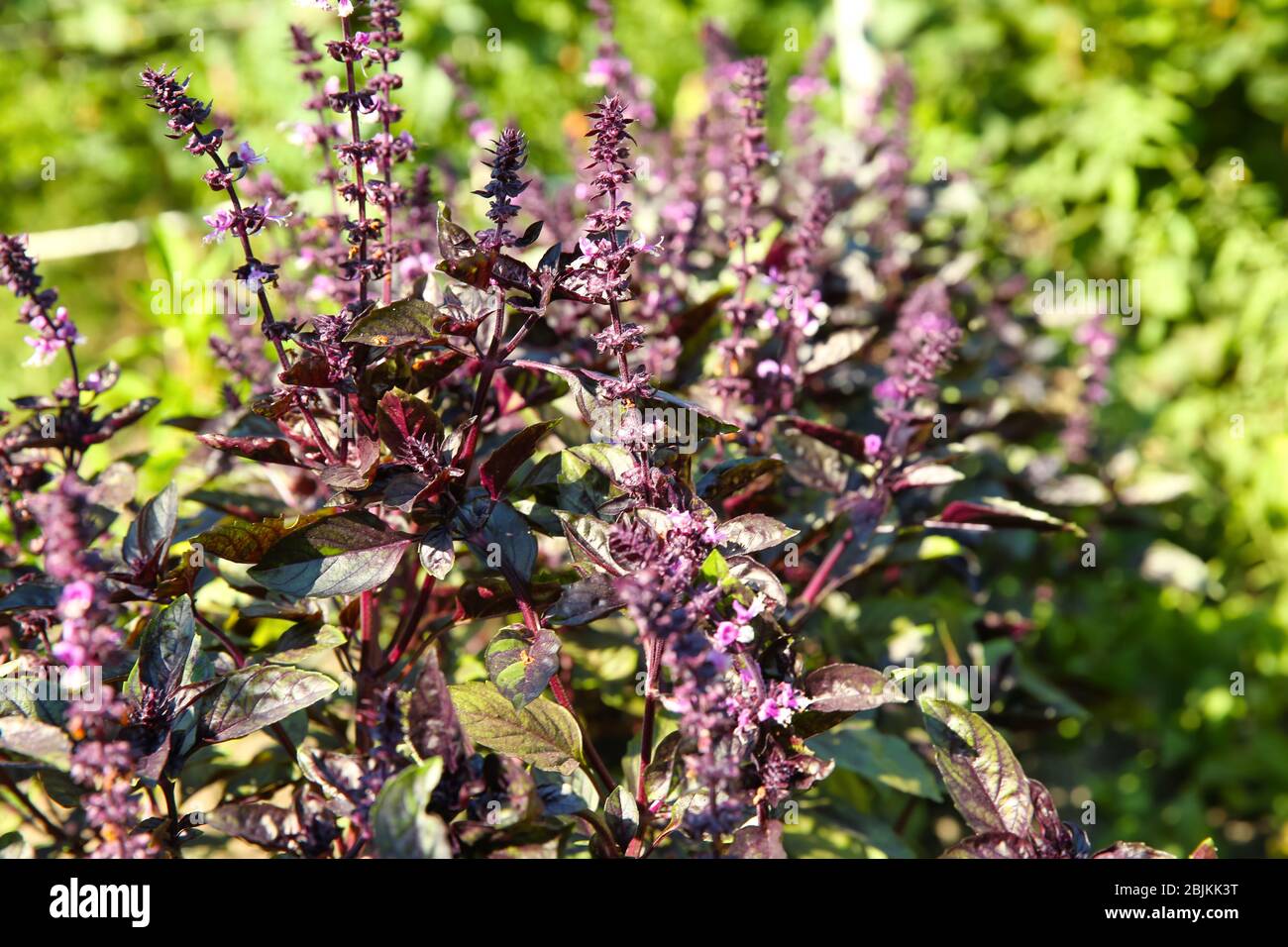 Bush of purple basil in garden Stock Photo - Alamy