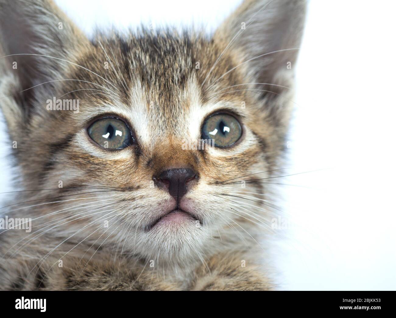 Small predator hi-res stock photography and images - Alamy
