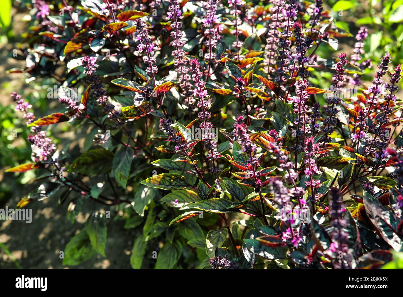 Purple basil bush hi-res stock photography and images - Alamy