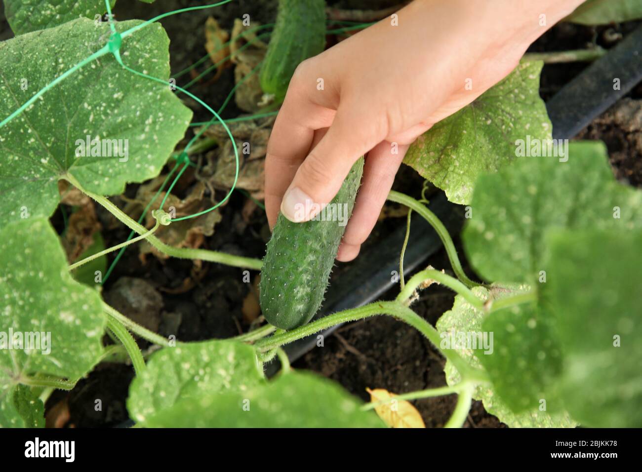 Woman picking cucumber in garden Stock Photo - Alamy