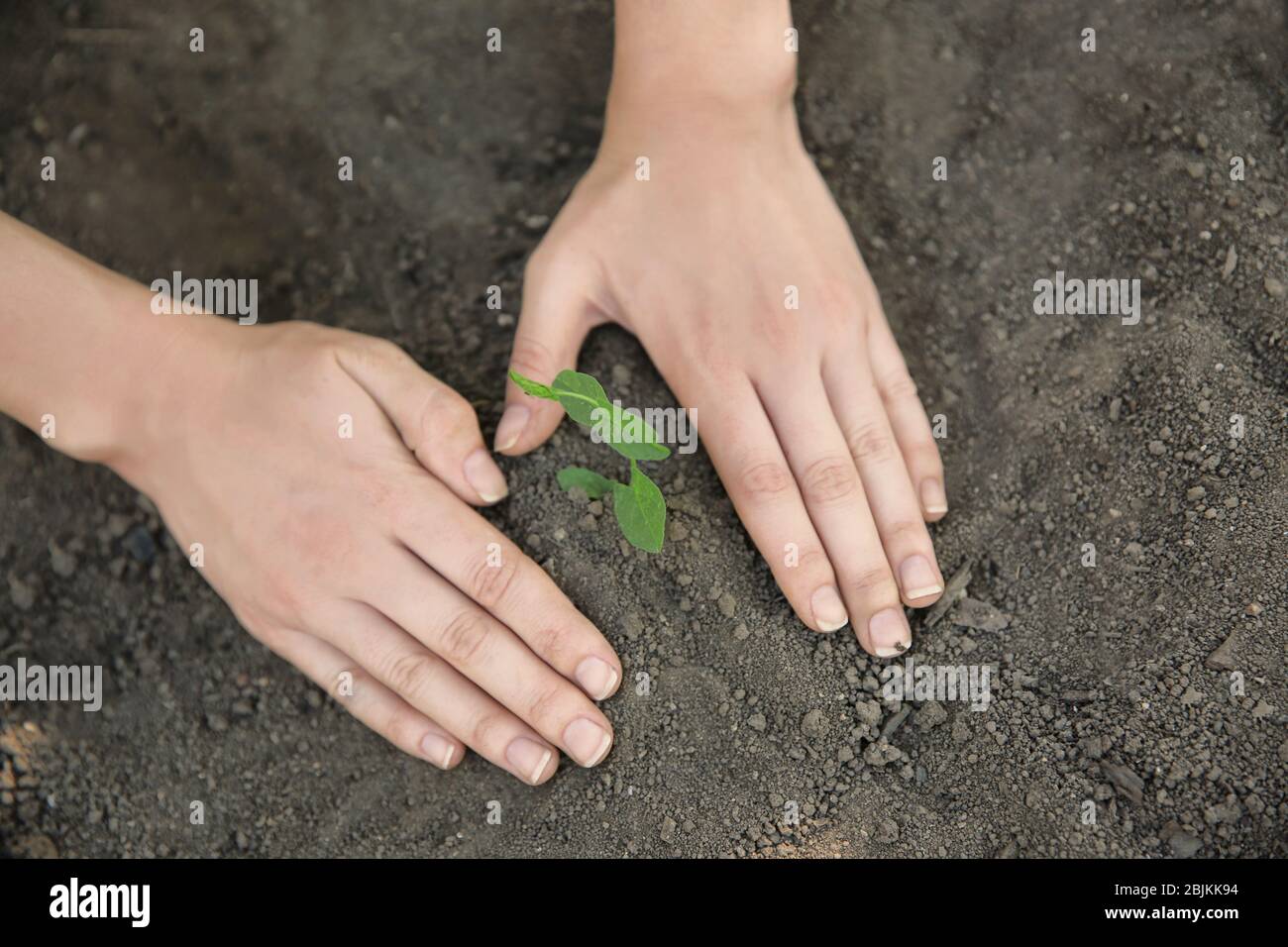 Young pea farmer hi-res stock photography and images - Alamy