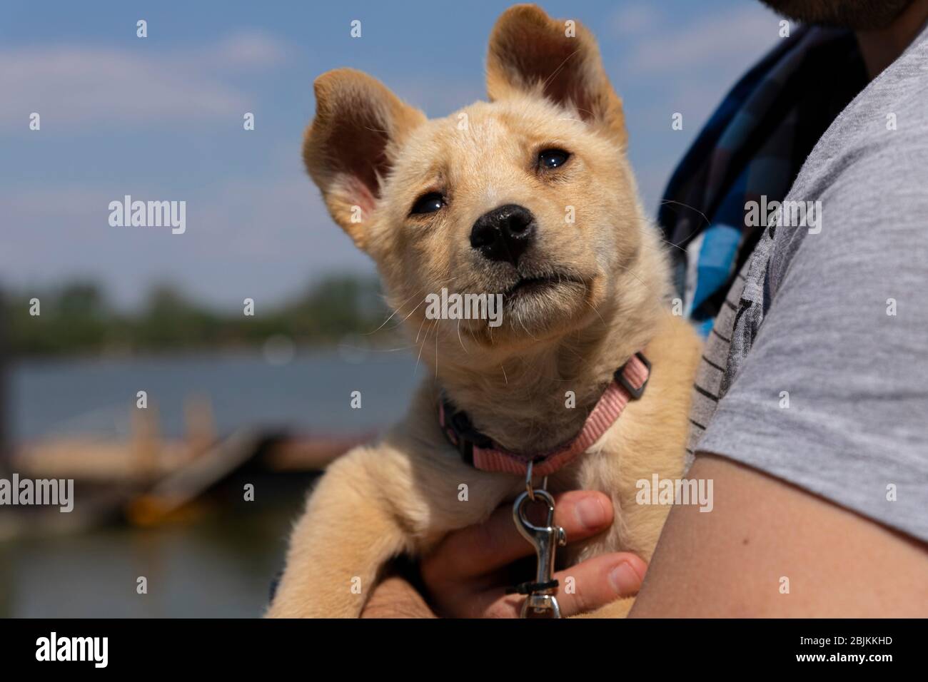Dog paw in a human arm. Dog and people friendship concept Stock Photo ...