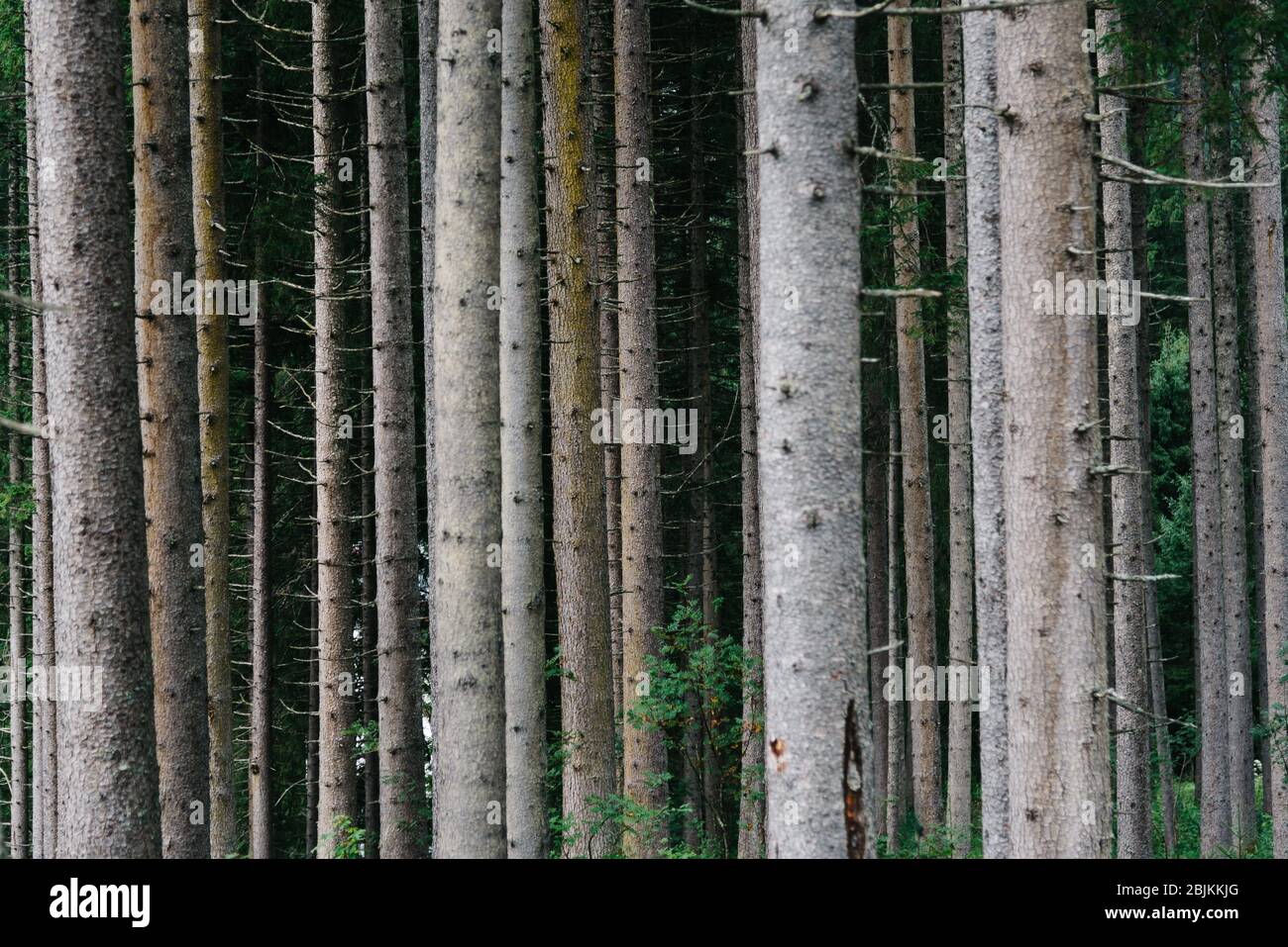 Abstract image pine forest hi-res stock photography and images - Alamy