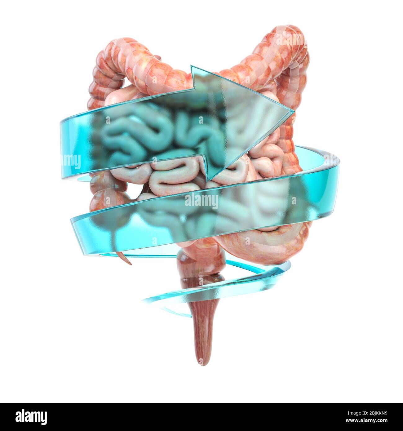 Intestine and digestive system protection and healthy bowel concept ...