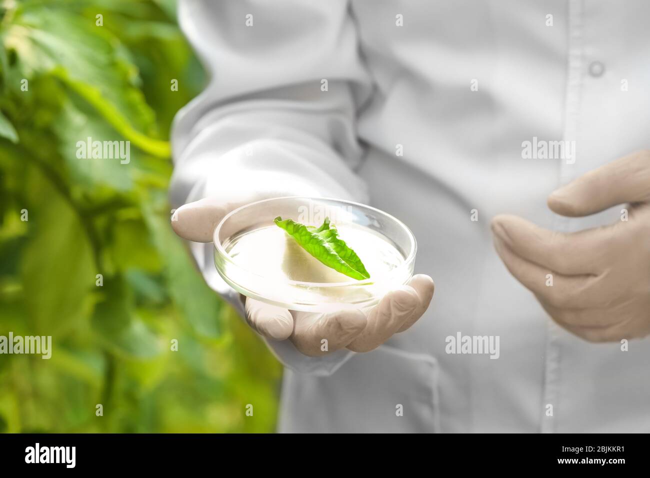 Farmer checking leaf of plant in greenhouse Stock Photo - Alamy