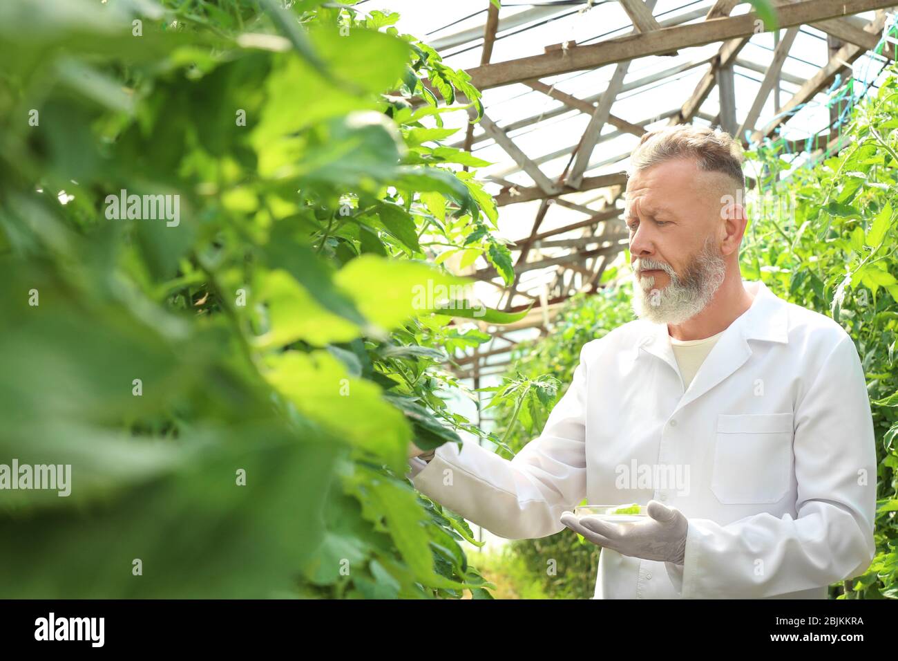 Farmer checking leaves plants hi-res stock photography and images - Alamy