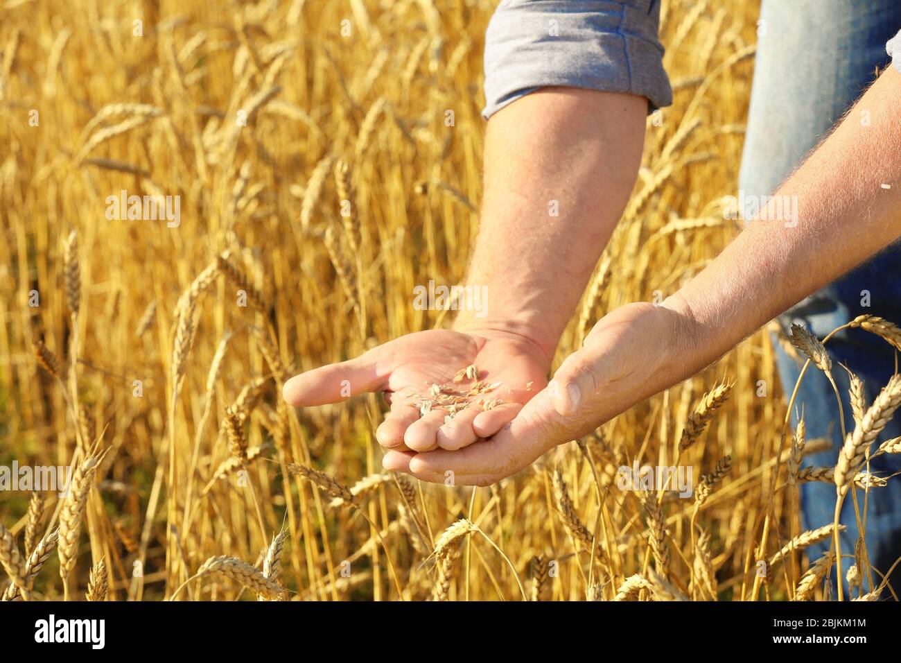 Farmer holding wheat hi-res stock photography and images - Alamy