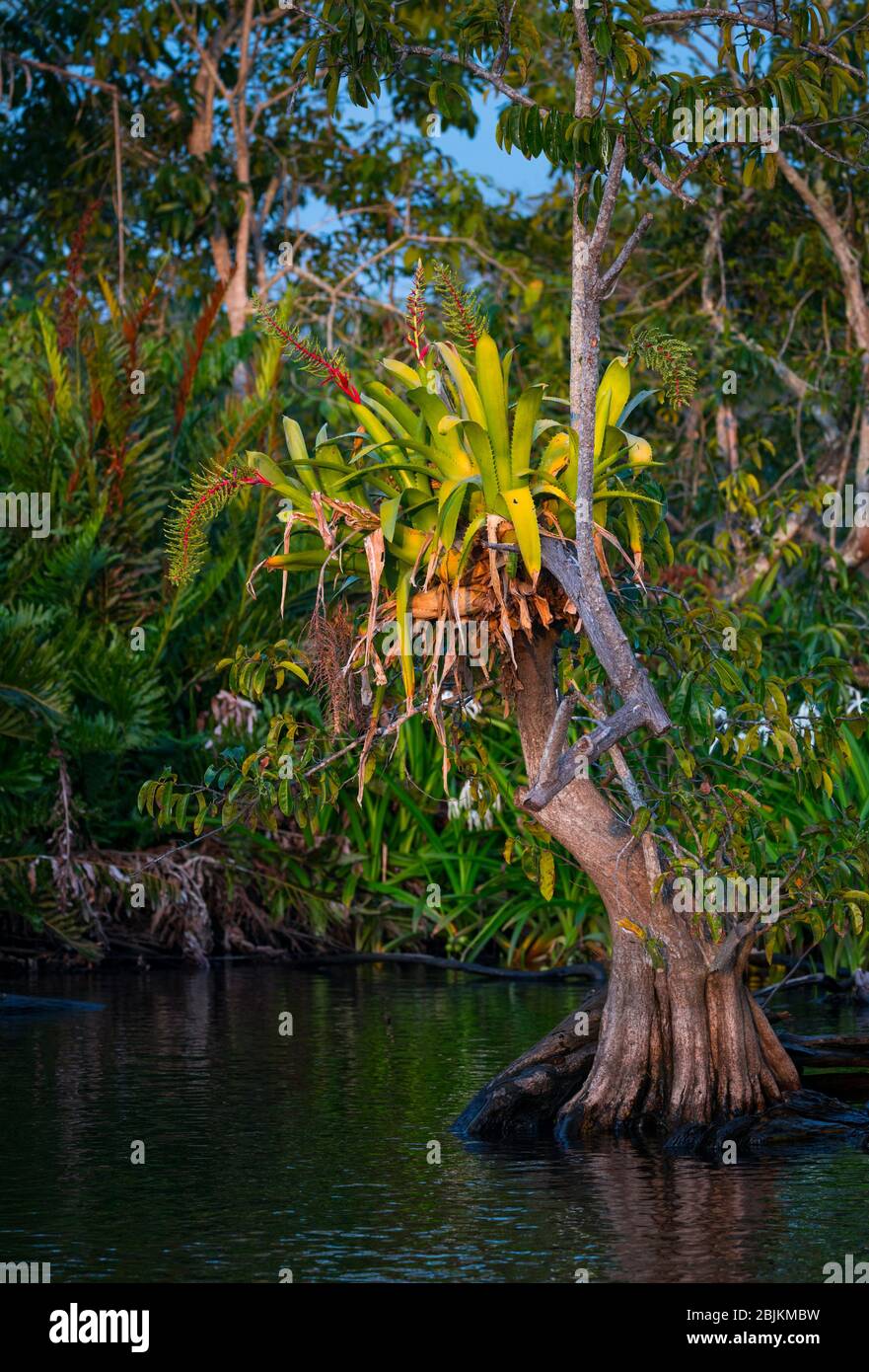 Epiphyte Plant High Resolution Stock Photography and Images - Alamy