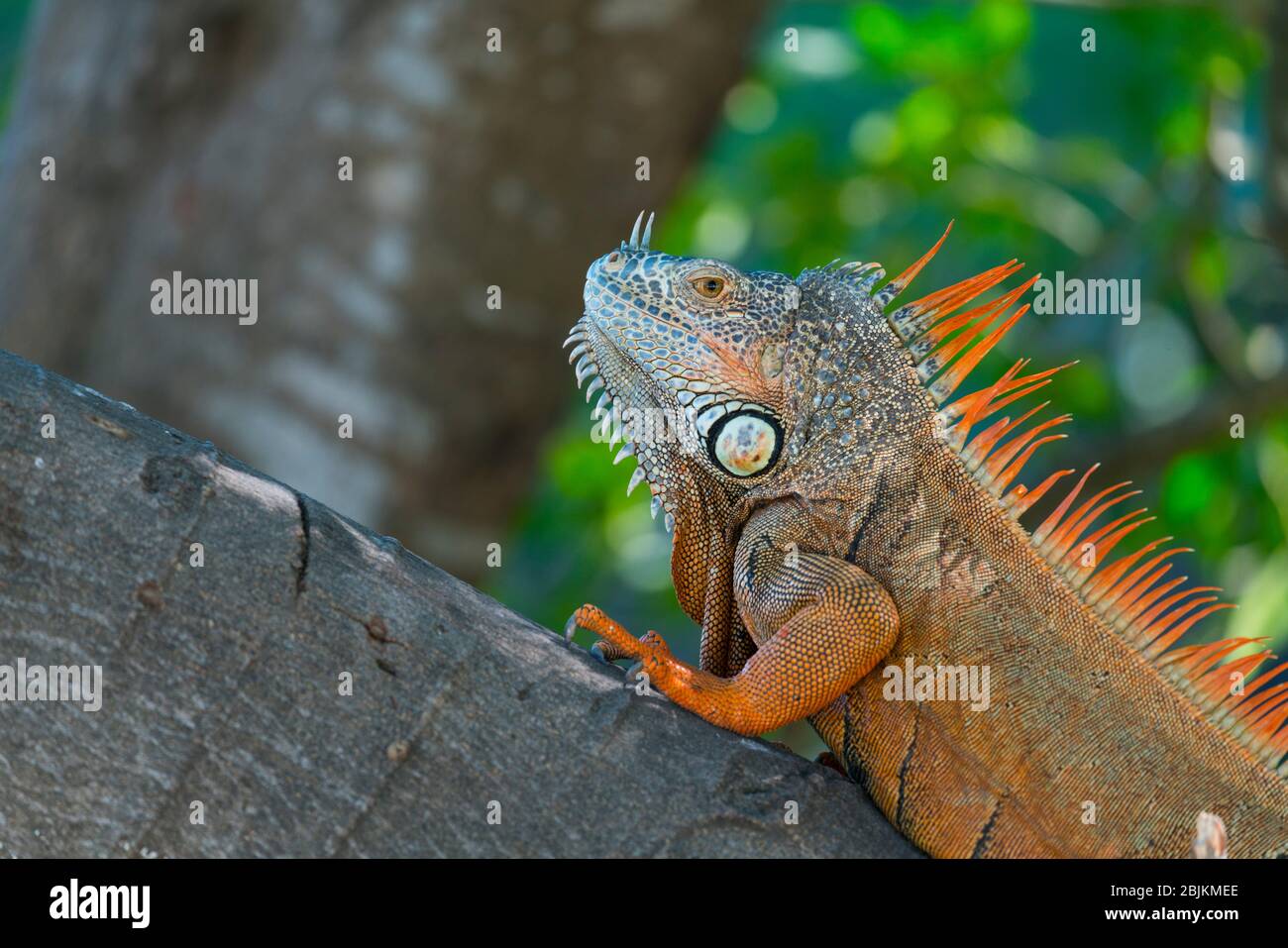 Iguana iguana hi-res stock photography and images - Alamy