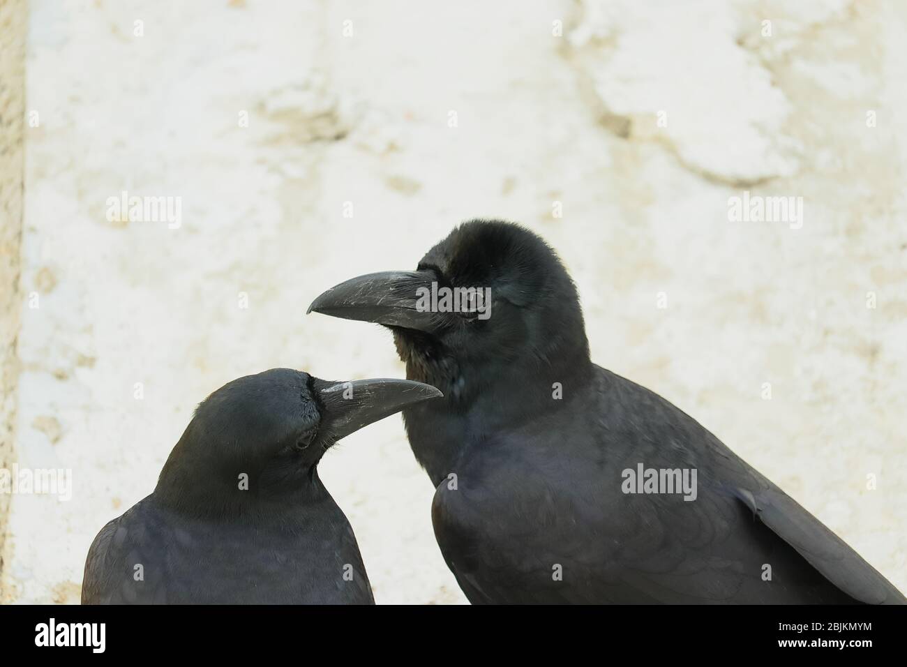 Two raven birds sitting hi-res stock photography and images - Alamy