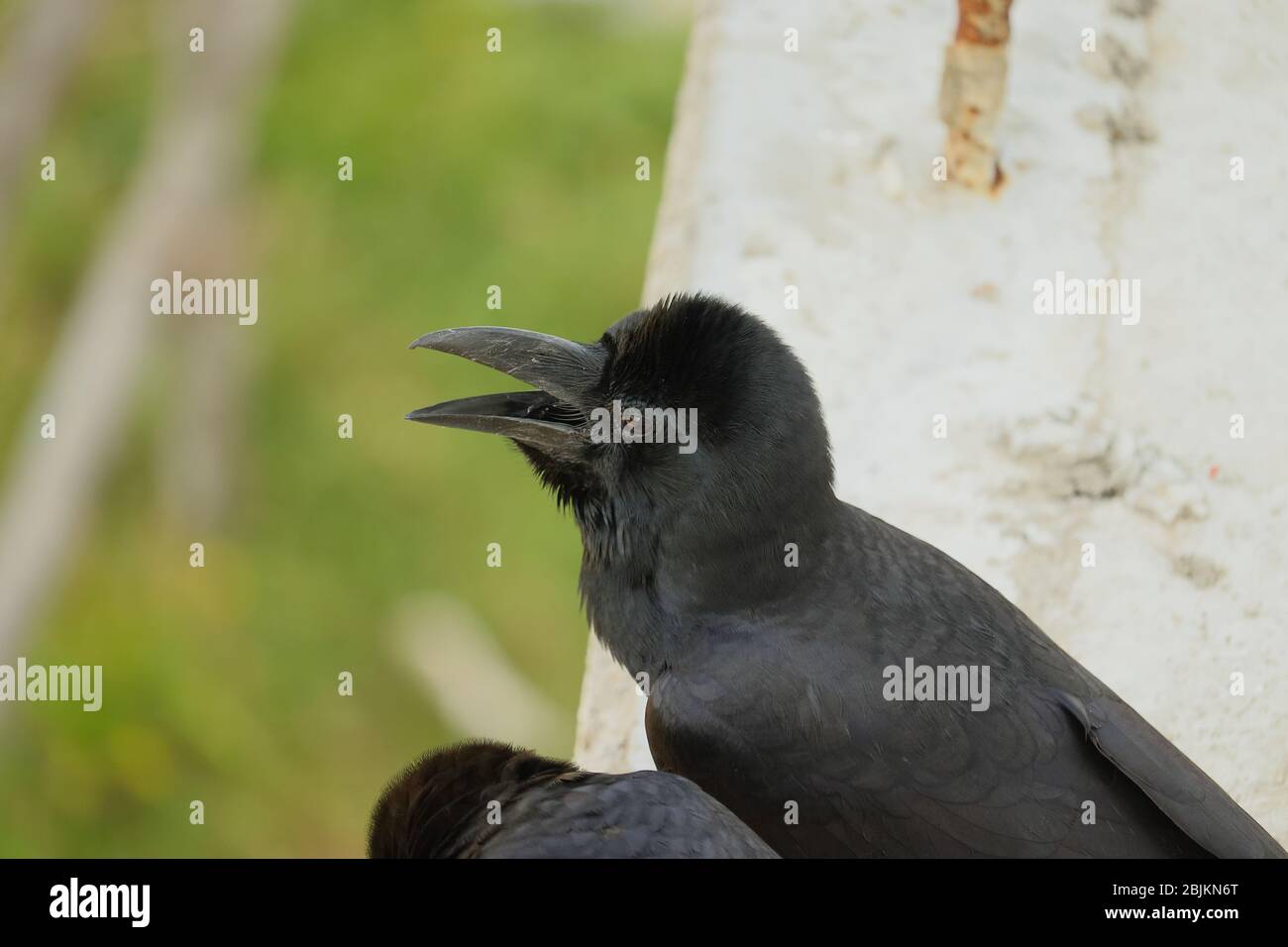 opened mouth raven crow sitting outside Stock Photo - Alamy