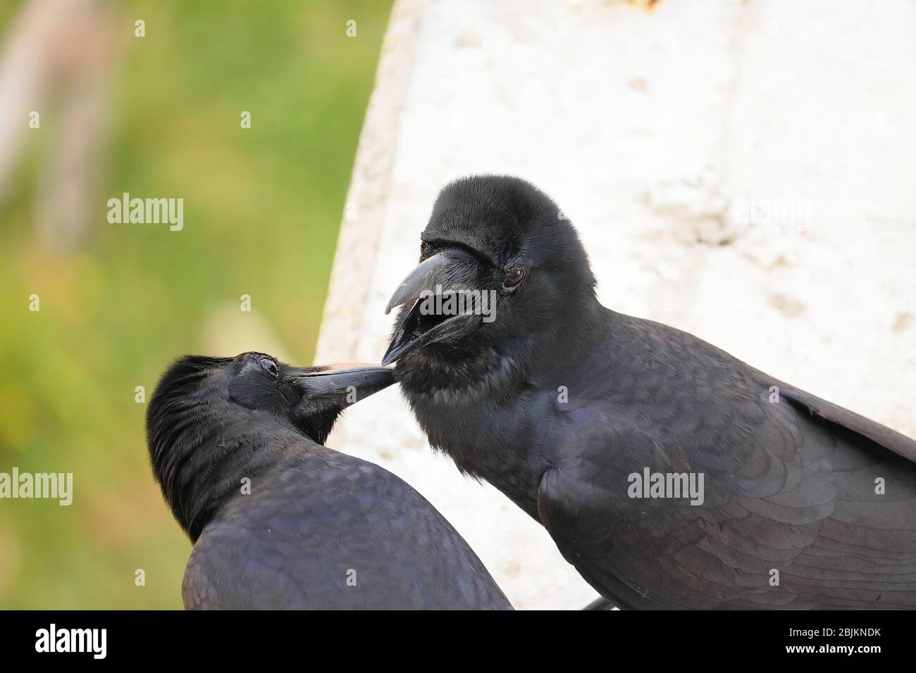 Raven couple hi-res stock photography and images - Alamy