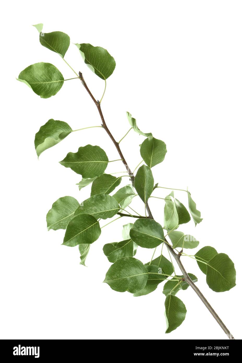 Pear tree harvest Cut Out Stock Images & Pictures - Alamy