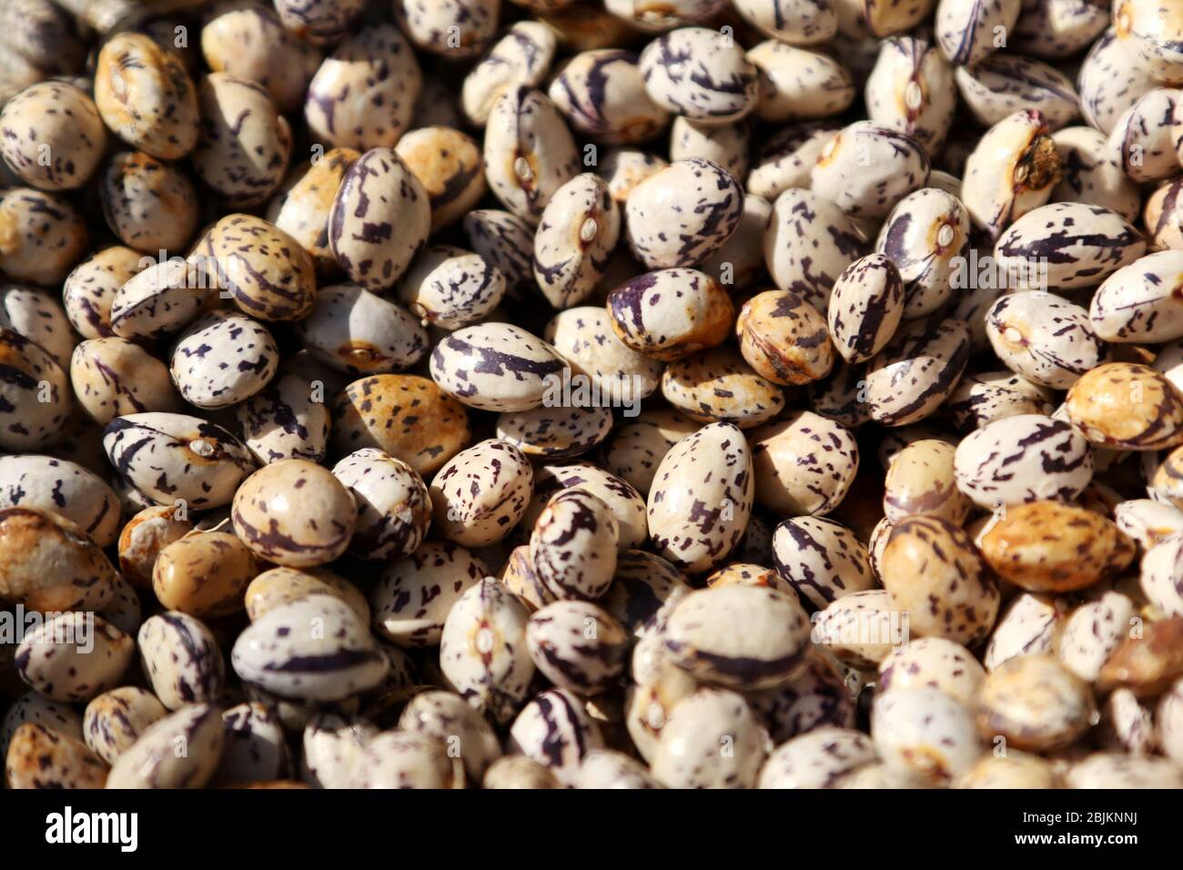 Speckled beans drying in the sun on the roadside on Okutama Mukashi ...