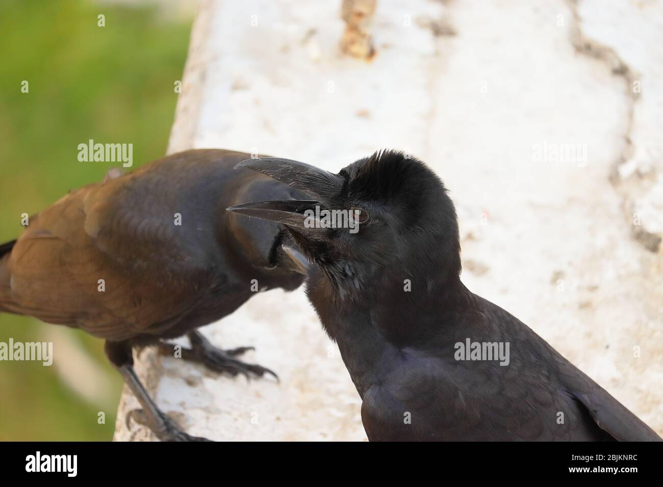 side view portrait of raven crow with defocus background Stock Photo ...