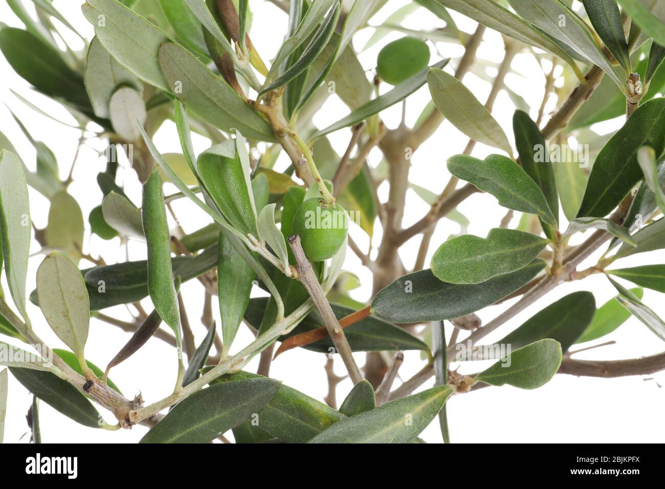 Olive tree branches on white background Stock Photo - Alamy
