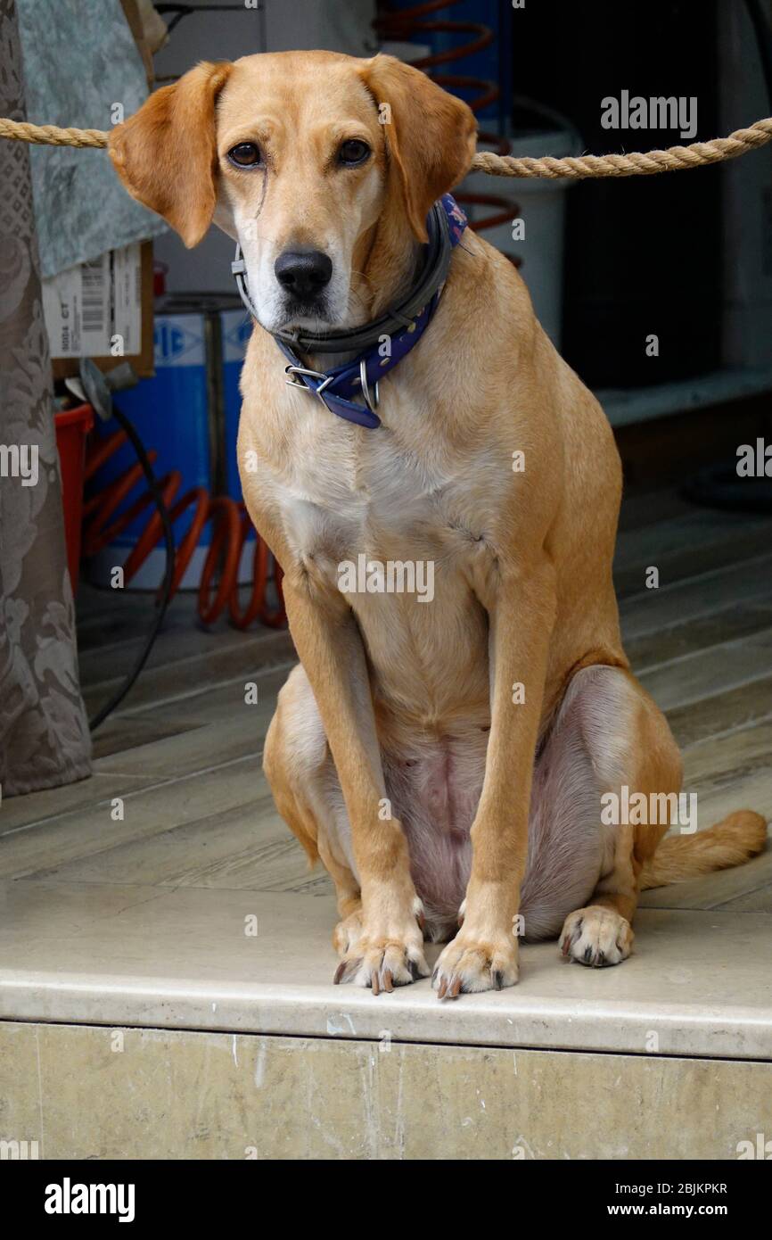 Dog sicily hi-res stock photography and images - Alamy