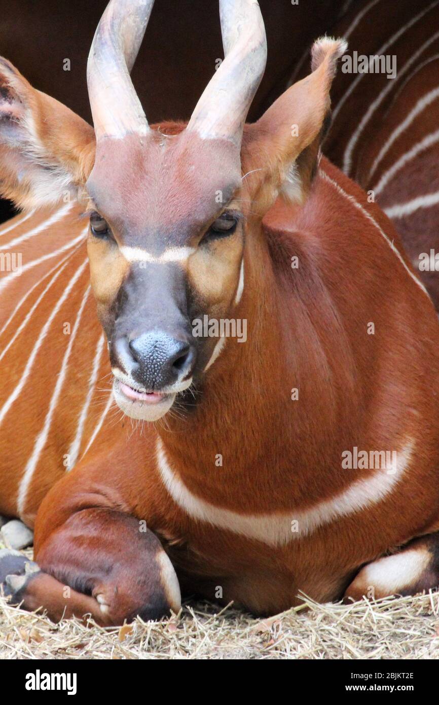 Bongo eye hi-res stock photography and images - Alamy
