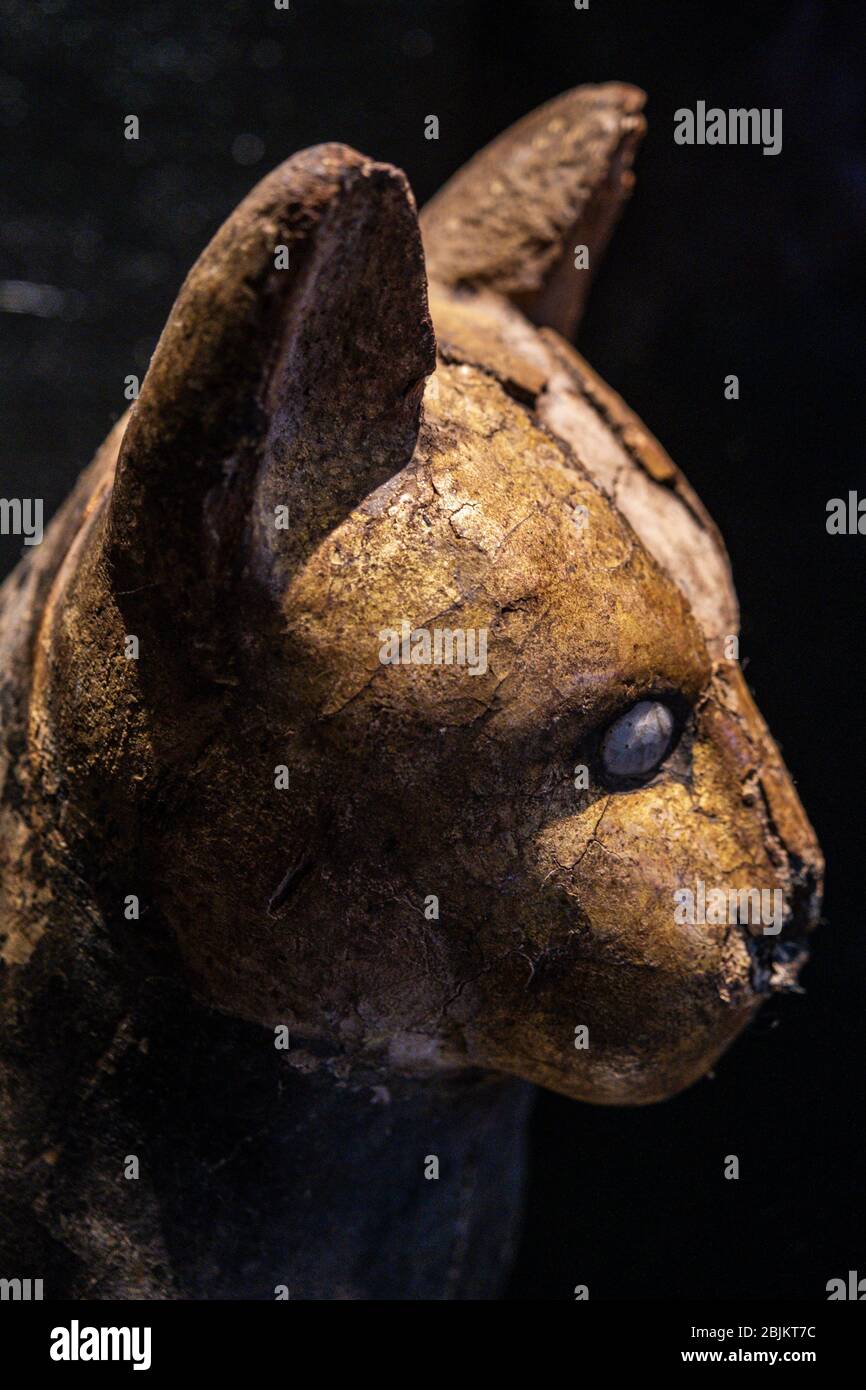 Cat mummy hi-res stock photography and images - Alamy