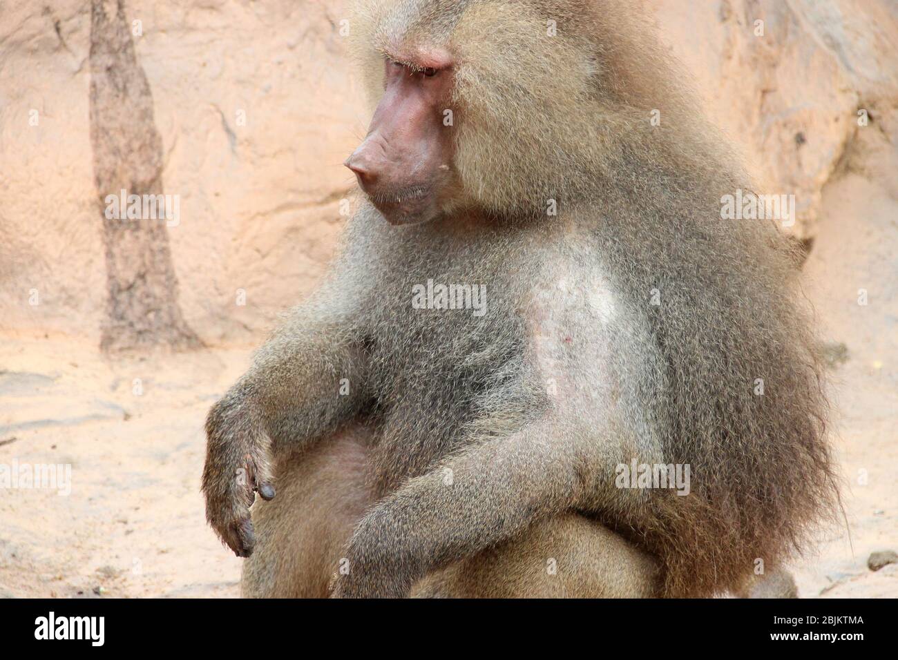 baboon in a zoo in singapore Stock Photo - Alamy