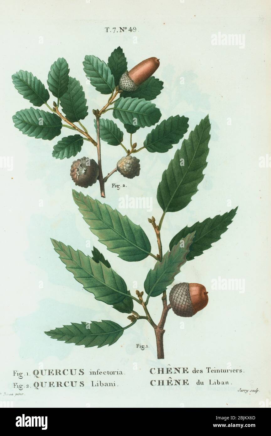 Quercus Infectoria High Resolution Stock Photography and Images - Alamy