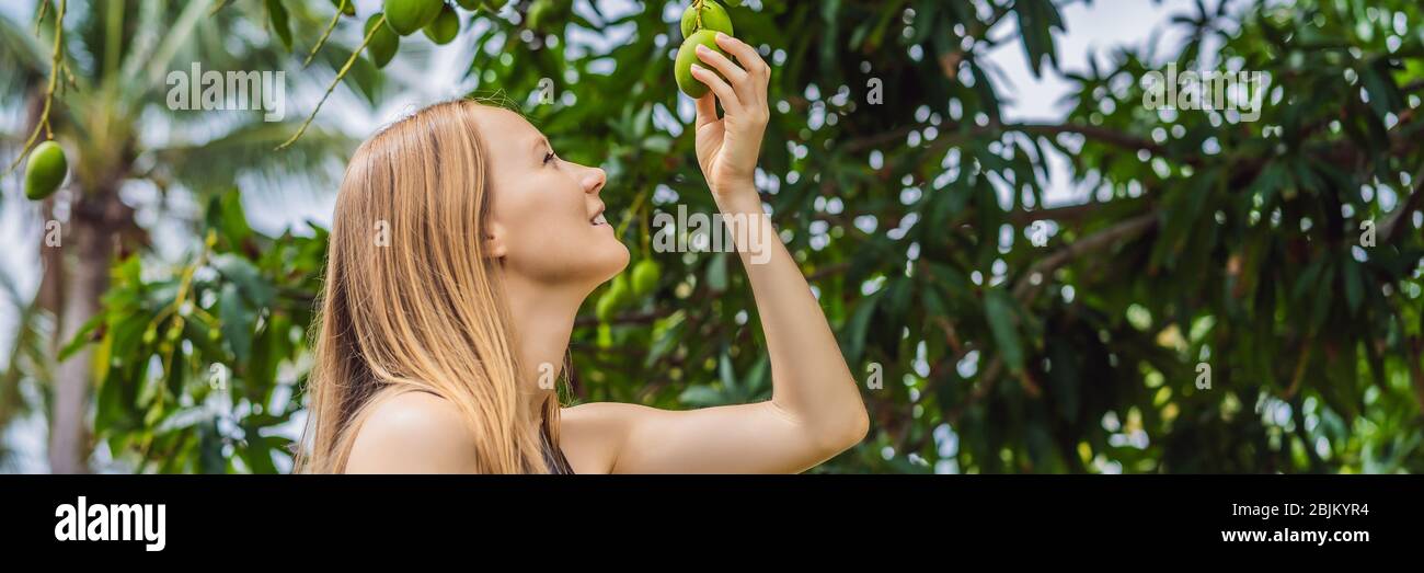 Young woman sniffing mango fruit on a tree in the garden. Harvesting ...