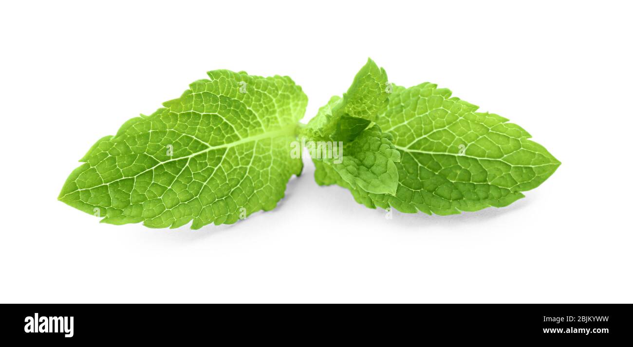 Fresh mint isolated on white Stock Photo - Alamy