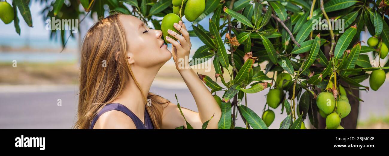 Young woman sniffing mango fruit on a tree in the garden. Harvesting ...