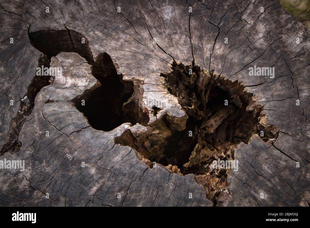 Termite damage log hi-res stock photography and images - Alamy
