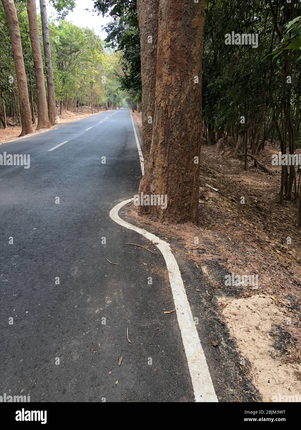 New road goes around tree hi-res stock photography and images - Alamy