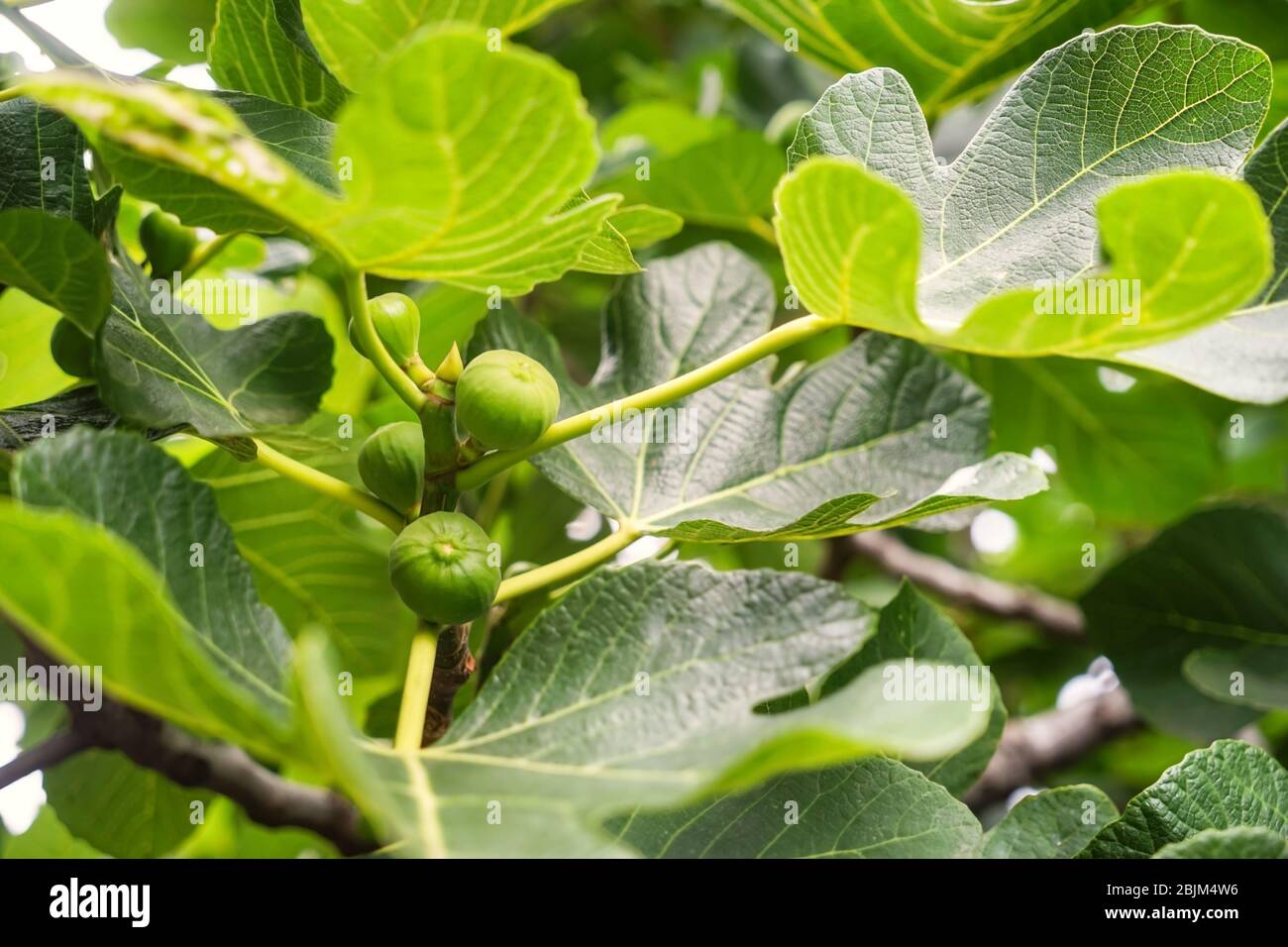 Fig tree branch outdoors, closeup Stock Photo - Alamy