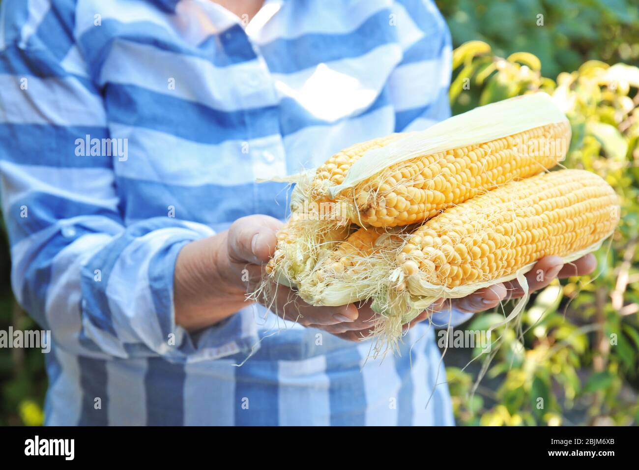 Female farmer holding fresh corn cobs outdoors Stock Photo - Alamy