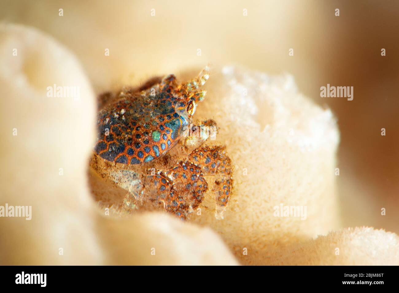 Coral gall crab hi-res stock photography and images - Alamy