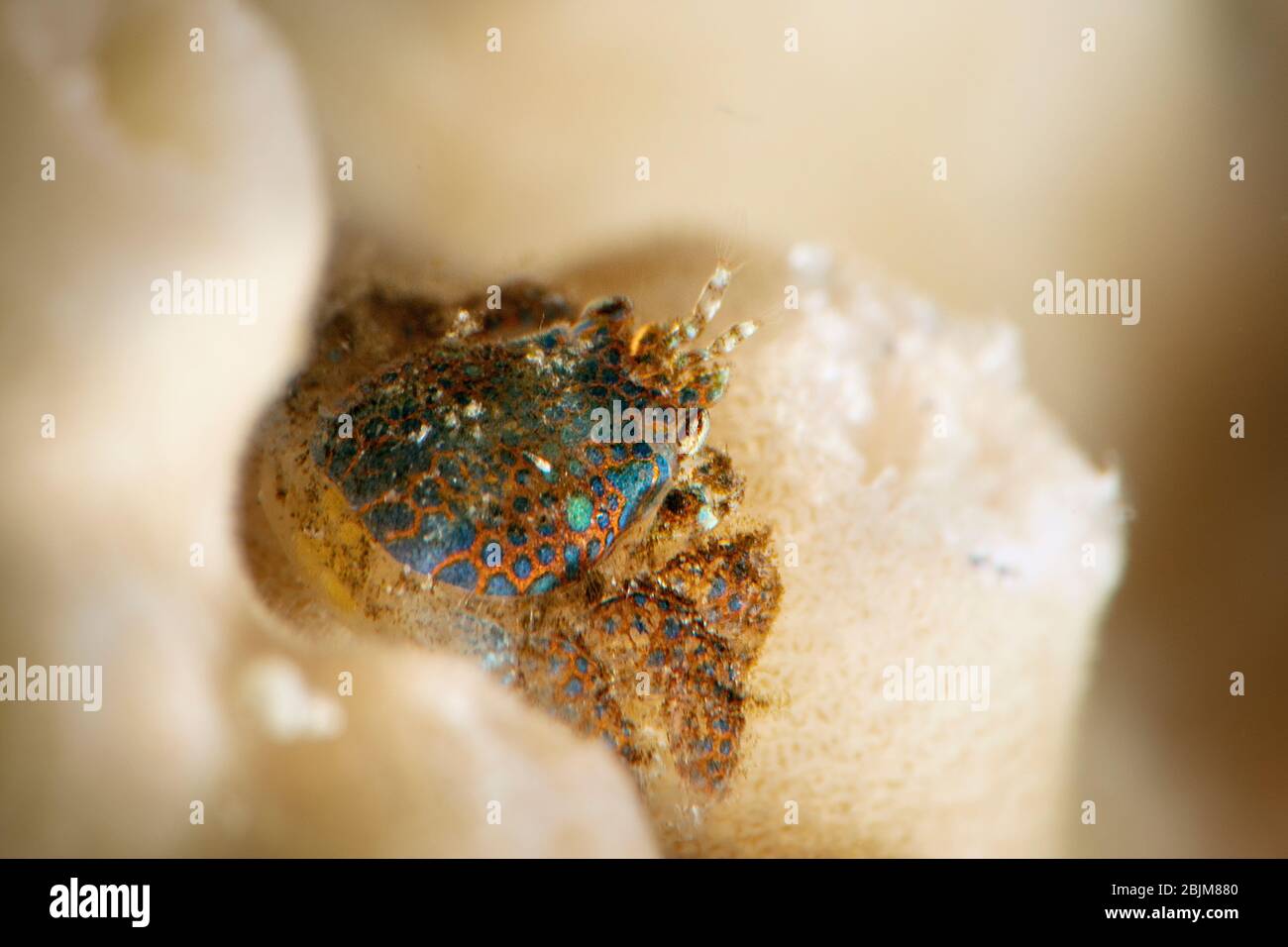 Coral gall crab (Pseudocryptochirus viridis). Underwater macro ...