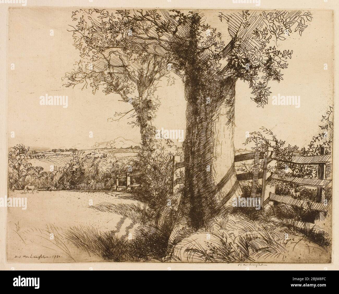 Donald hedge hi-res stock photography and images - Alamy