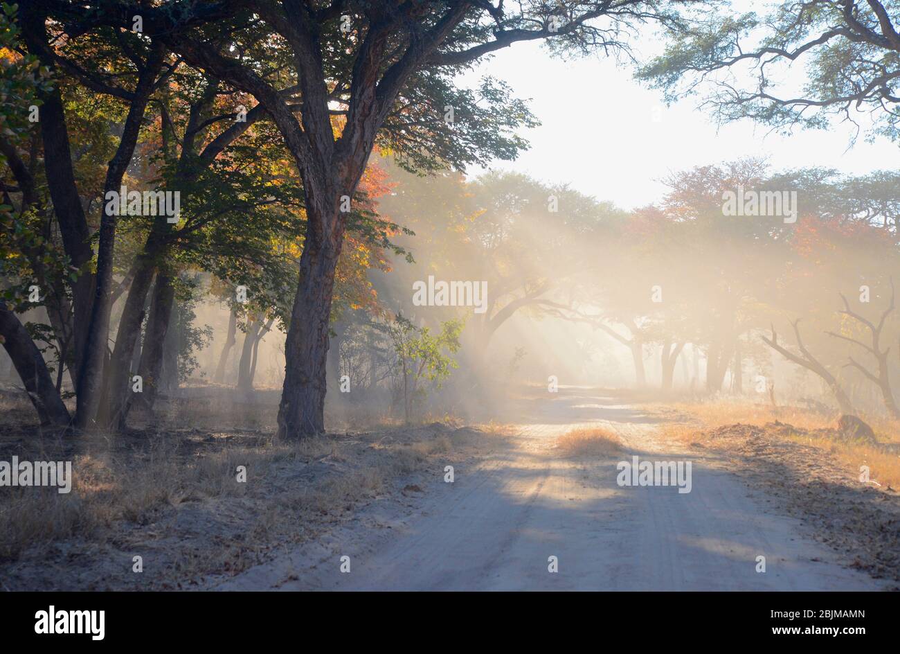 Teak tree zimbabwe hi-res stock photography and images - Alamy