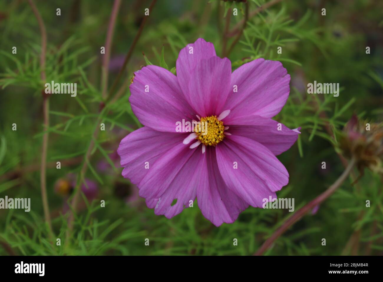 Uk purple flower hi-res stock photography and images - Alamy