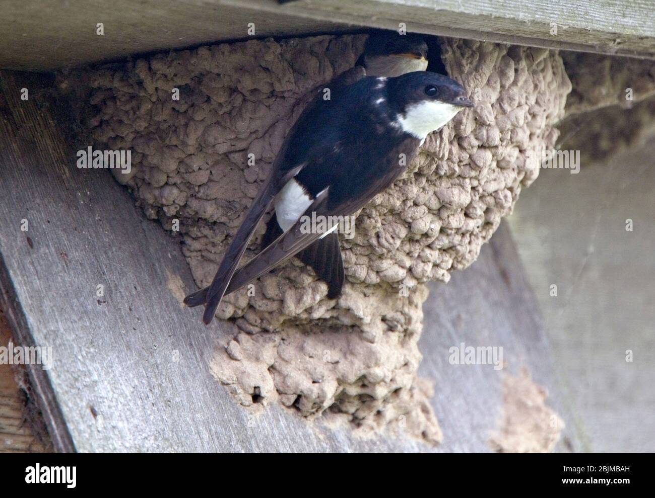 House martin nest hi-res stock photography and images - Alamy