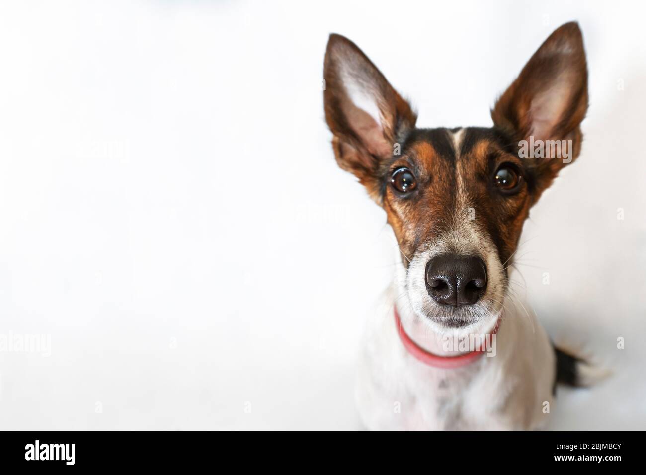 Parson russell terrier dog with erect ears. Funny face with a question ...