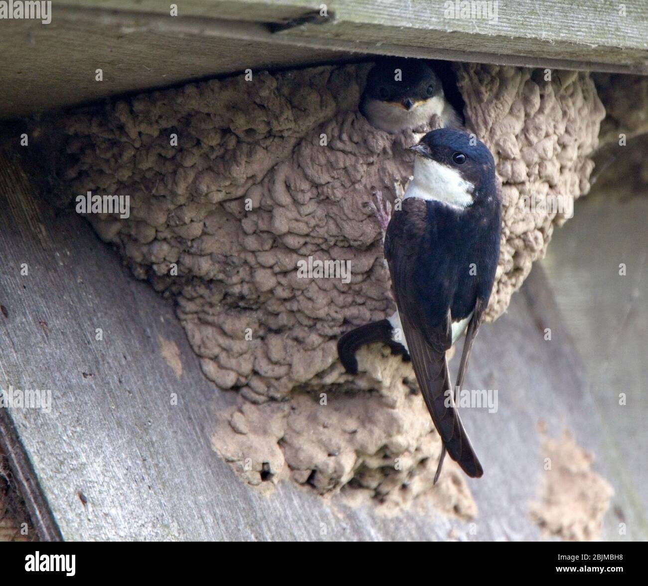 House martin nest hi-res stock photography and images - Alamy